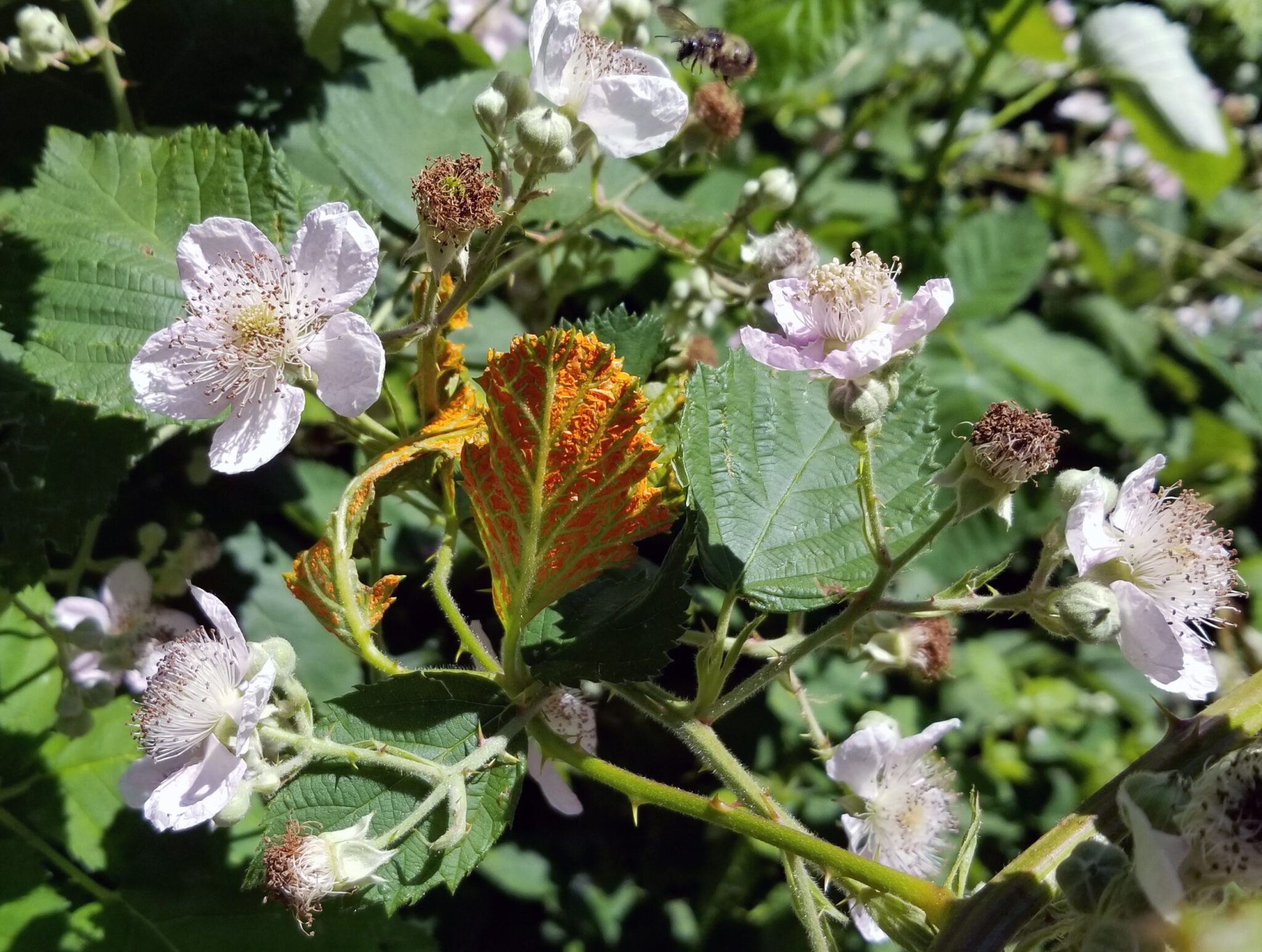 Is it Blackberry Leaf Rust or Orange Rust? - NARBA
