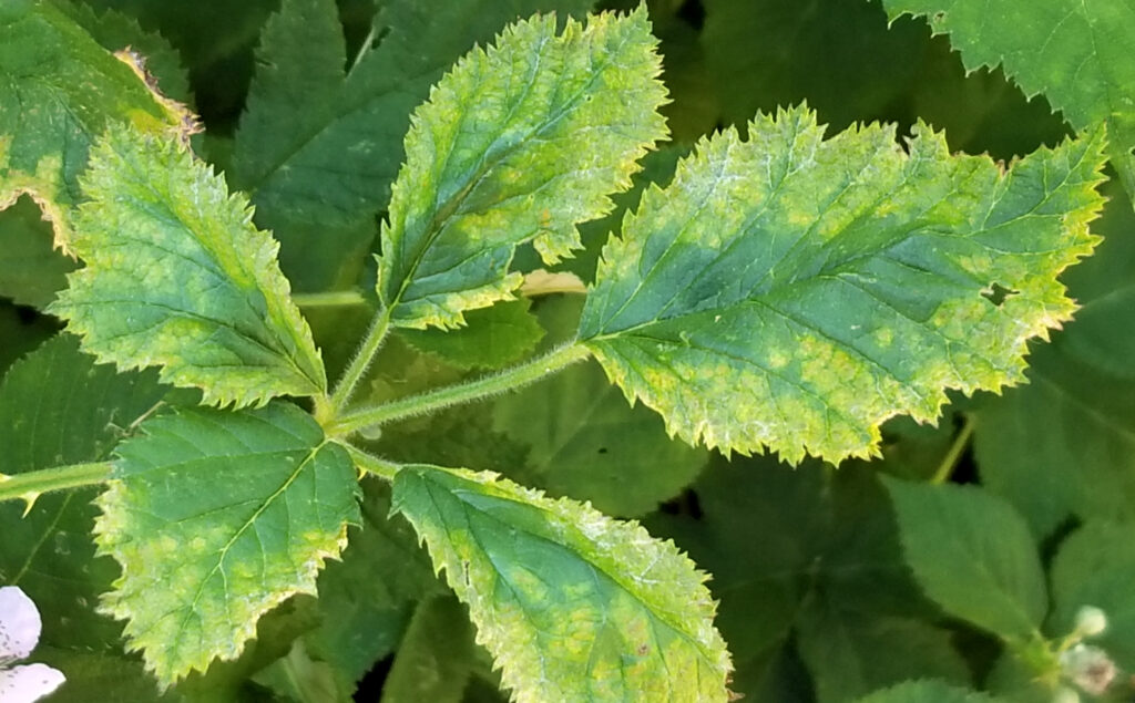 Is it Blackberry Leaf Rust or Orange Rust? - NARBA