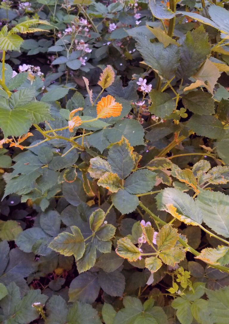 Is it Blackberry Leaf Rust or Orange Rust? - NARBA