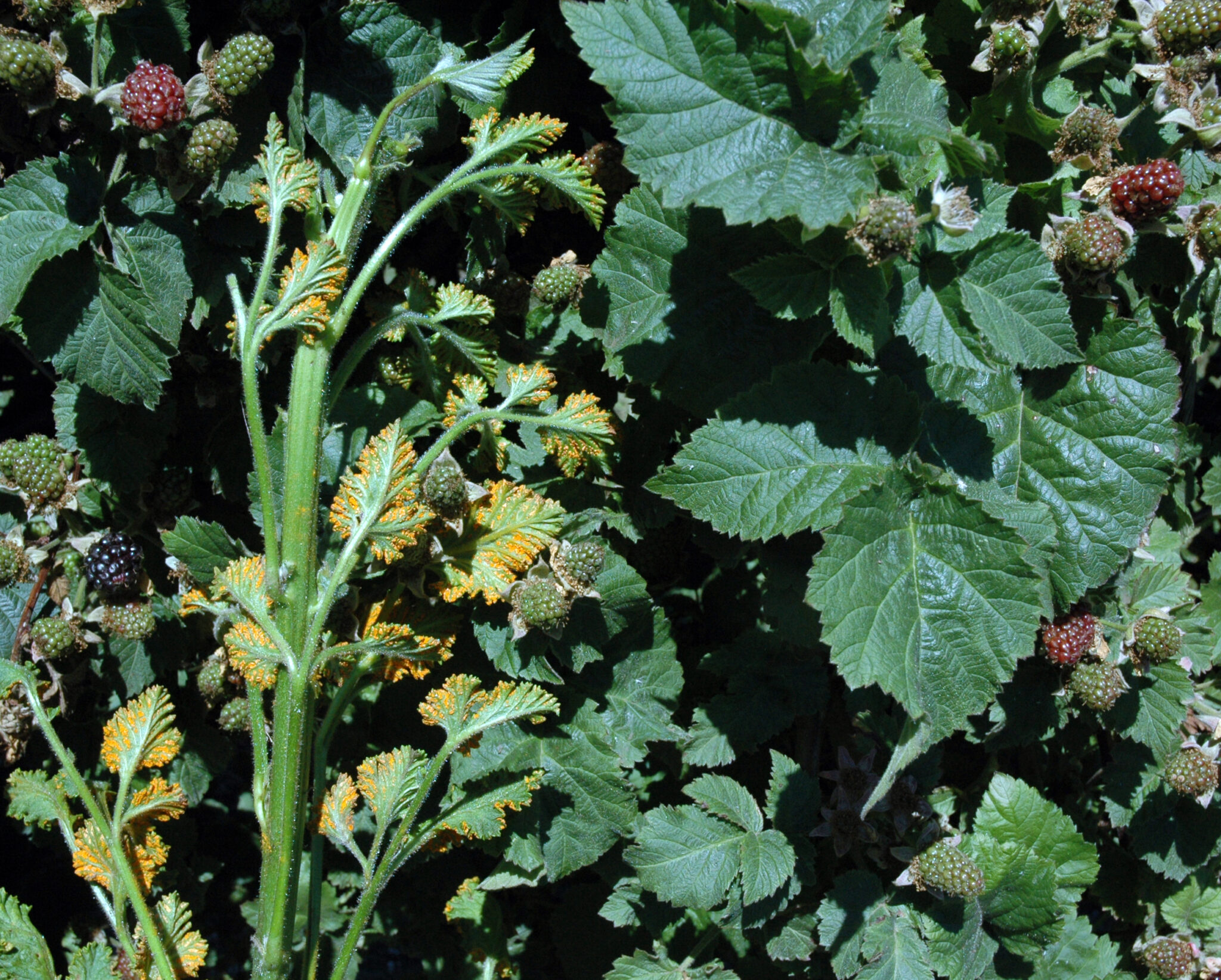 Is it Blackberry Leaf Rust or Orange Rust? - NARBA