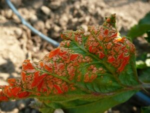 Is it Blackberry Leaf Rust or Orange Rust? - NARBA