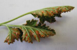 Is it Blackberry Leaf Rust or Orange Rust? - NARBA